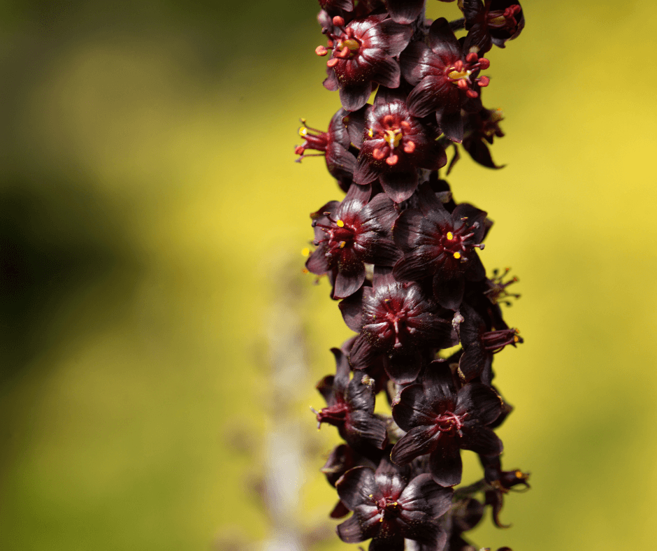Haunted Black-Flowered Plants – Fafard