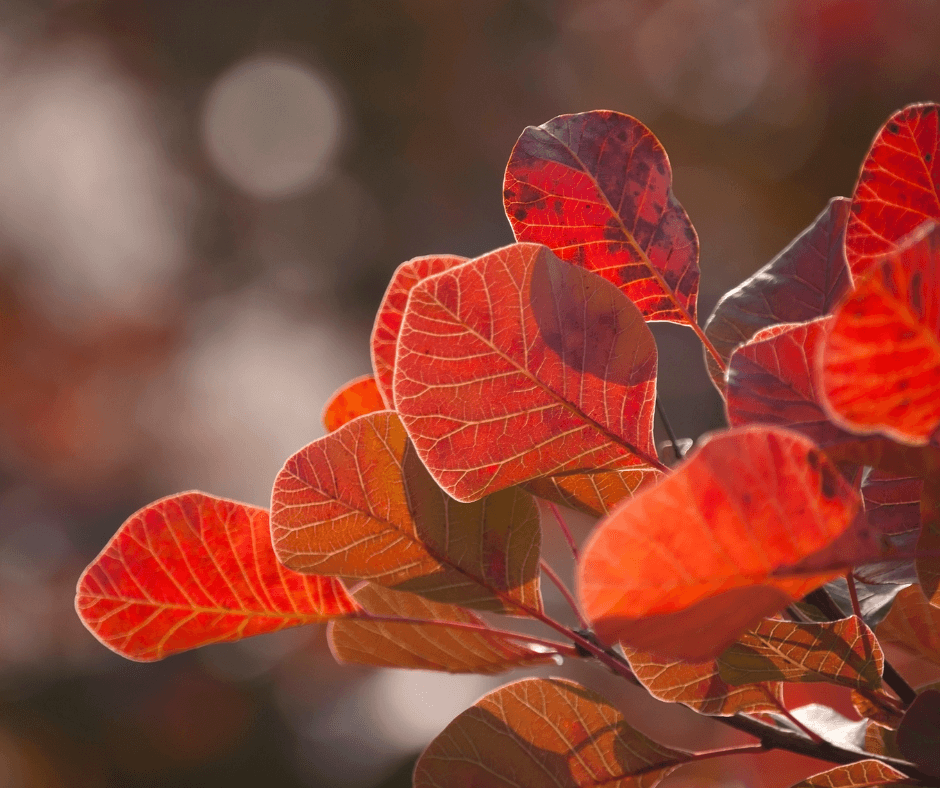 Native “Burning Bushes” for Bright Fall Color – Fafard