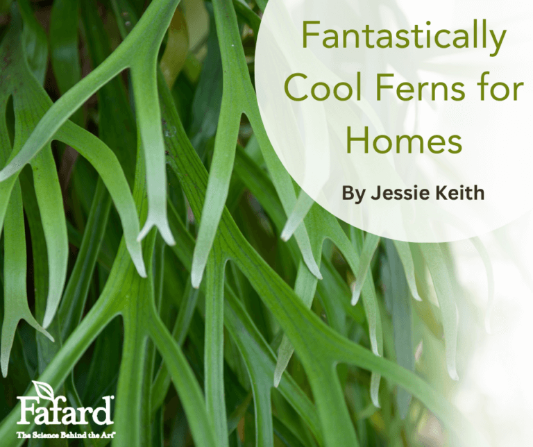 Fantastically Cool Ferns for Homes – Fafard