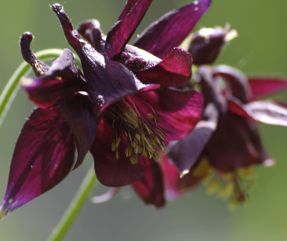 Haunted Black-Flowered Plants – Fafard