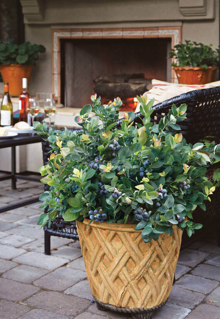 Growing Container Blueberries – Fafard