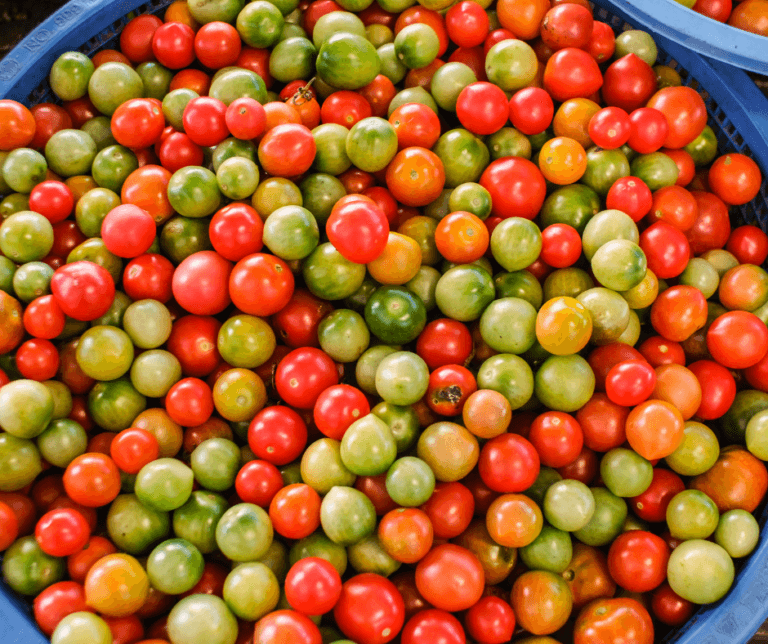 Ancient Tomatoes for Modern Gardens – Fafard