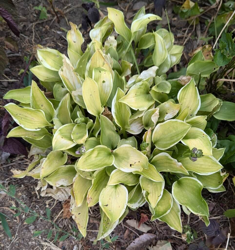 Mouse Ear Hostas – Fafard