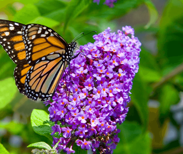 Butterfly Magnet Container Plants – Fafard