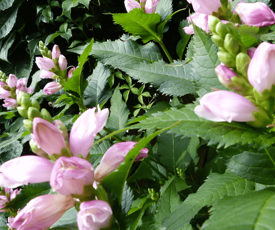 Perennials for Bumblebees – Fafard