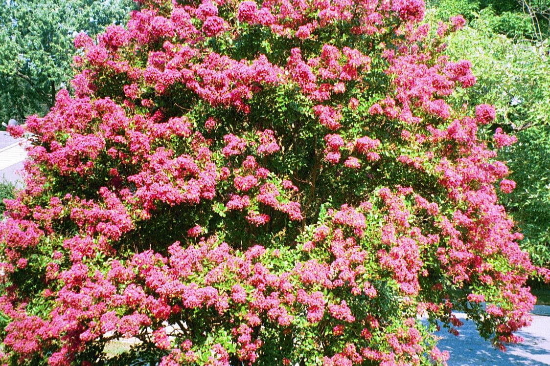 Summer Blooming Trees by Elisabeth Ginsburg – Fafard