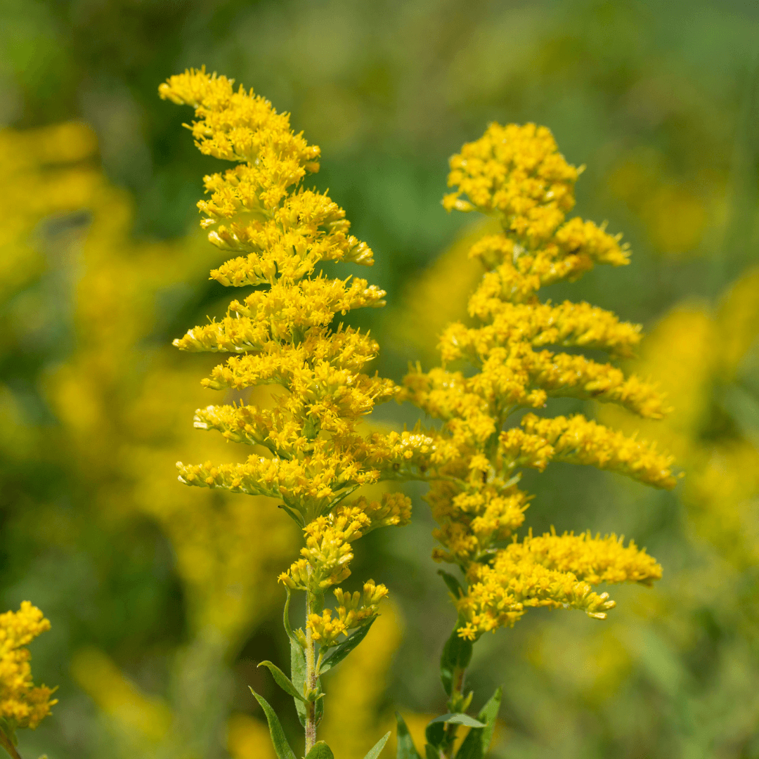 Glorious Goldenrod: The Showiest Weed by Elisabeth Ginsburg – Fafard